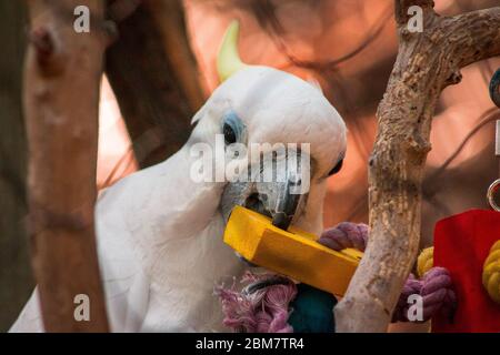 Cockatoo playing with a toy in an enclosure at the John Ball Zoo Stock ...