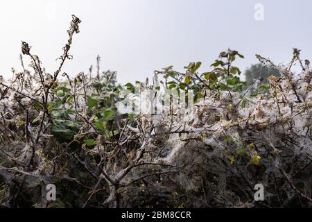 numerous cobwebs in a damp hedge of morning dew Stock Photo - Alamy