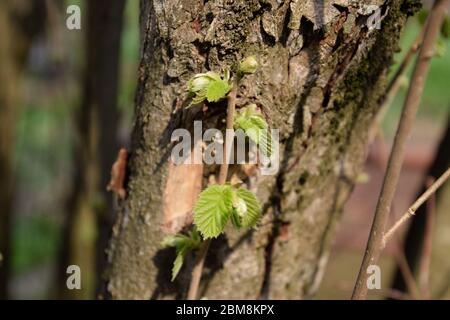 Young hazel tree branch sprout with new growing leaves in spring forest ...