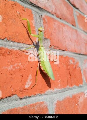 Praying mantis on a brick wall in a home exterior with ladder in ...