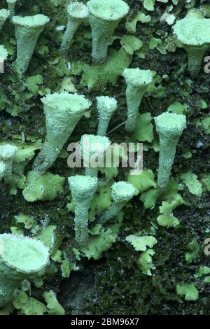 Cladonia pyxidata (Pixie Cup lichen Stock Photo - Alamy