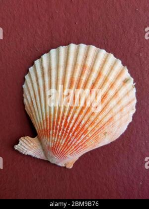 Red Scallop Seashell isolated on white background. Natural textured ...