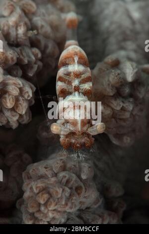 Humpback Soft Coral Shrimp (Hippolyte sp.). Underwater macro ...