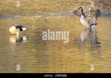 Canadian geese splashing in the water Stock Photo - Alamy