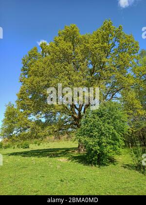 The nature monument of ancient oaks in Calvörde-Velsdorf, Germany. This ...