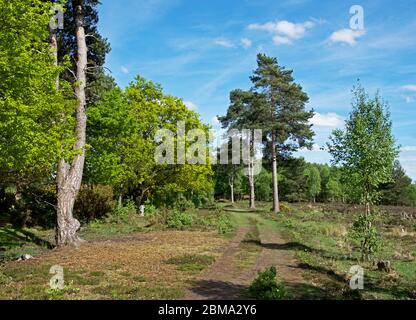 Skipwith Common, North Yorkshire, England UK Stock Photo - Alamy