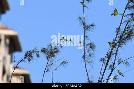 Blue-throated bee-eaters are seen flying or perching on branches at ...