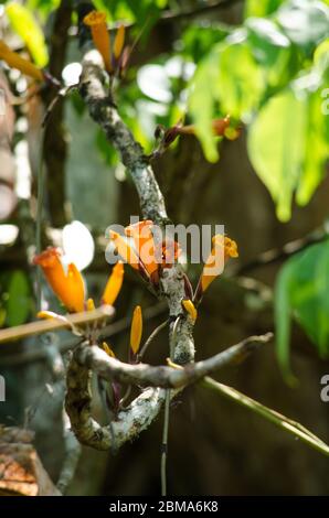 plant grow on the brak in forest Stock Photo - Alamy
