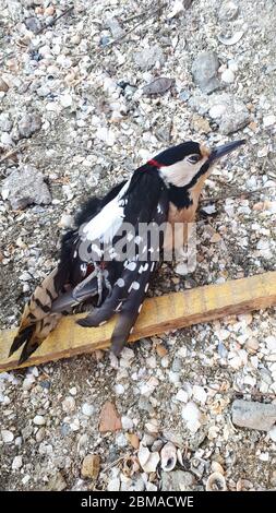 Dead Bird Body, Frozen Animal Corpse on Black Volcanic Sand Beach ...