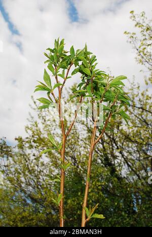 Plums (Prunus domestica) with small leaves Stock Photo - Alamy