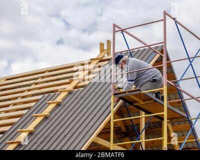 Worker fastens metal sheets to wooden joins beams supports with drill ...