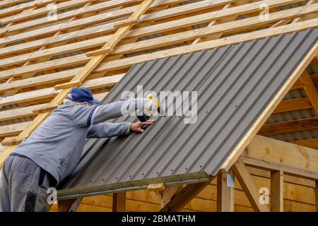 Worker fastens metal sheets to wooden joins beams supports with drill ...