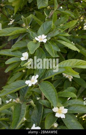 Medlar plant in leaf and flower Stock Photo - Alamy