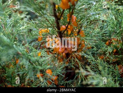 abundant growths during rain from the spores of the fungus Tremella ...