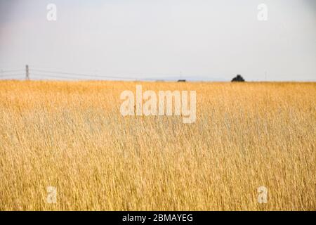 Rural Grassland Farming Area of the Highveld in South Africa Stock ...
