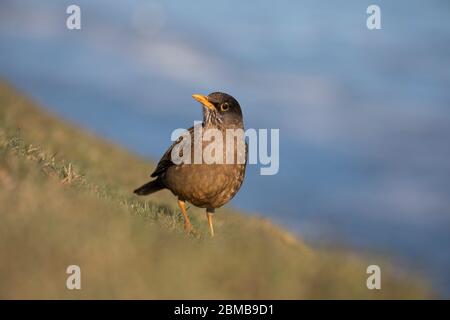 Falkland or Austral Thrush; Turdus falcklandii; Sun Bathing; Falklands ...