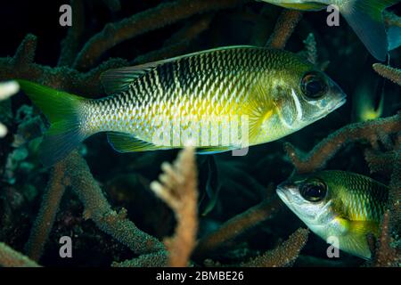 Pearly monocle bream (Scolopsis margaritifera). Heron Island. Great ...