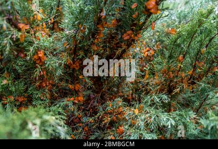 abundant growths during rain from the spores of the fungus Tremella ...