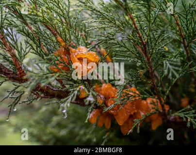 abundant growths during rain from the spores of the fungus Tremella ...