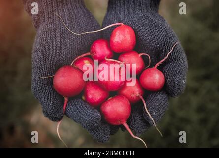 Baby pink radishes group in hand with gray glove Stock Photo - Alamy