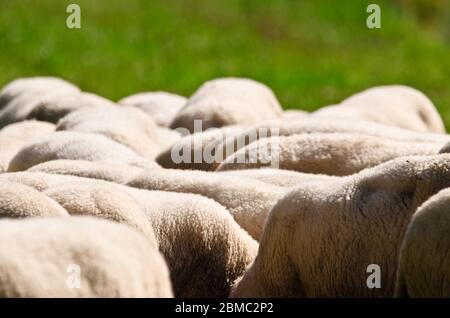 The backs of a herd of sheep with white wool standing in a green meadow ...