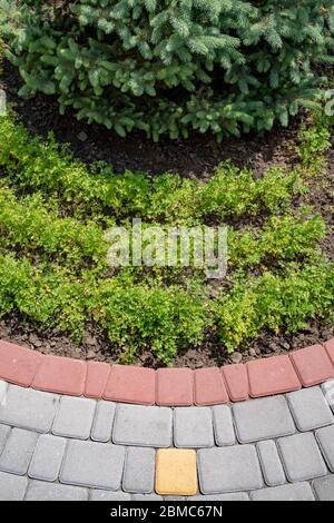 Fresh spruce branches on a grey craft paper background. Flat lay. Place ...