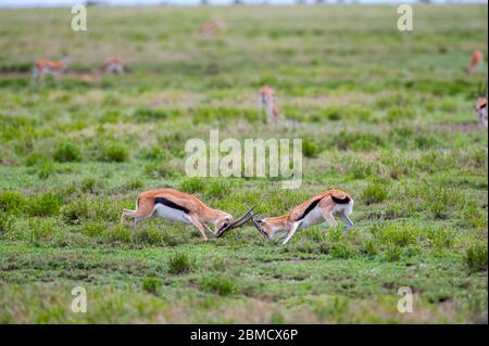 Two Thomson's gazelle (Eudorcas thomsonii) fighting with each other ...