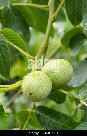 Branch with green nuts. Young fruit of the walnut Stock Photo - Alamy