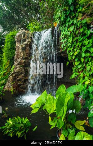 Tropical water feature with plants at Singapore Botanic Gardens Stock ...