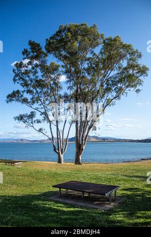 Very large eucalyptus trees in the park on a sunny day close-up Stock ...