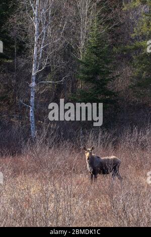Pregnant cow moose in the meadow in Algonquin Park Stock Photo - Alamy