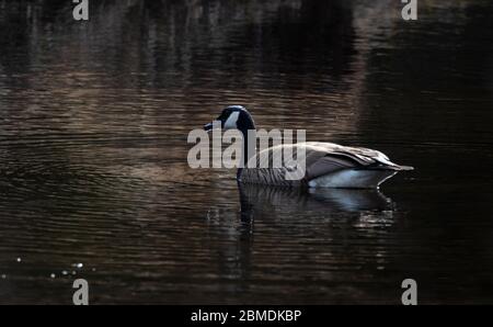 opeongo rd marsh Stock Photo - Alamy