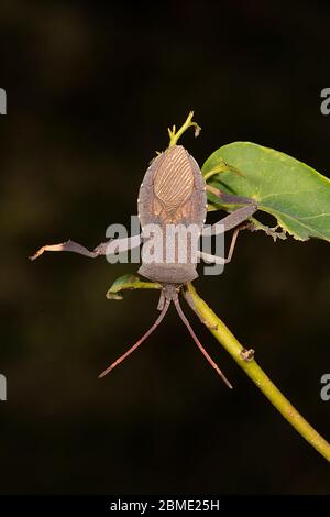 Eucalyptus Tip-wilter Bug, Amorbus alternatus. Adult. Also known as ...
