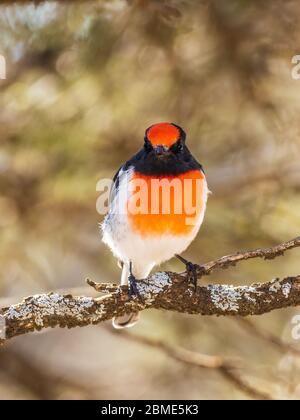 The Red-capped Robin (Petroica goodenovi) is the smallest red robin ...