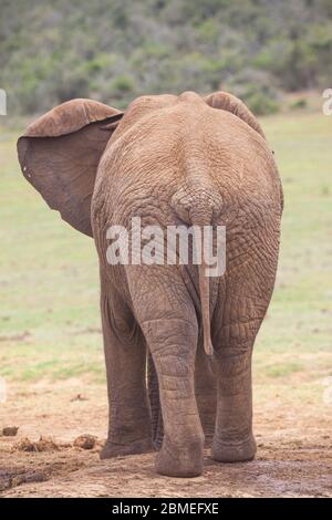 Young elephant bull in Addo Elephant National Park with outstretched ...