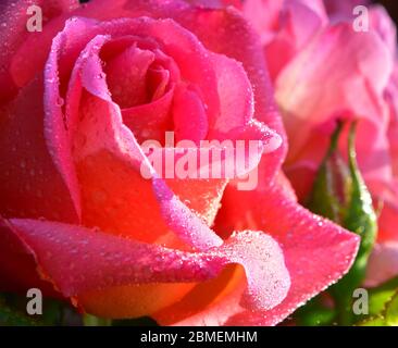 Rose, Rosa Madame Edouard Herriot, The Daily Mail Rose Stock Photo - Alamy