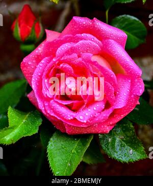 Rose, Rosa Madame Edouard Herriot, The Daily Mail Rose Stock Photo - Alamy
