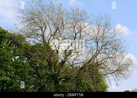 An ash tree showing signs of ash die back Stock Photo - Alamy