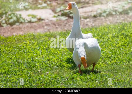 Domestic geese, Anser anser domesticu on the beach, sideways, standing ...