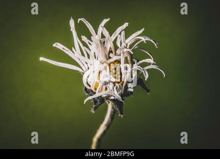 A dying daisy flower Stock Photo - Alamy