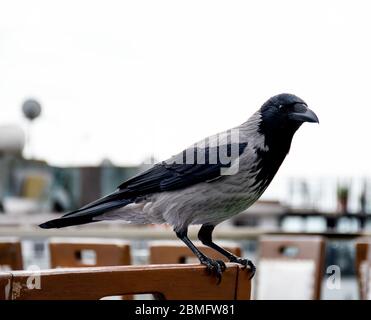 A closeup shot of a black American Crow (Corvus brachyrhynchos) perched ...