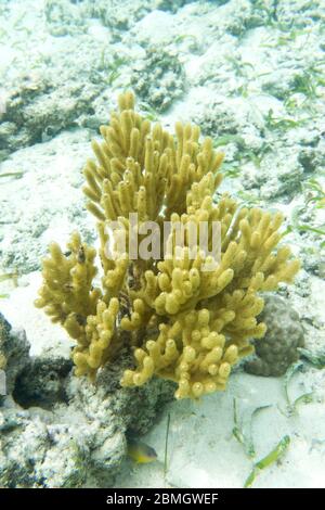A picture of a beautiful yellow gorgonia coral, Togian islands Stock ...