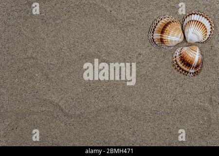 Sand shells banner background. Summer time concept with sea shells and ...