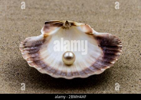 Shell with pearl inside. Natural open pearl shell, 3D illustration ...
