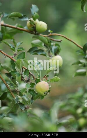 Green Malang Apple, the fruit, identity for Malang City, East Java ...