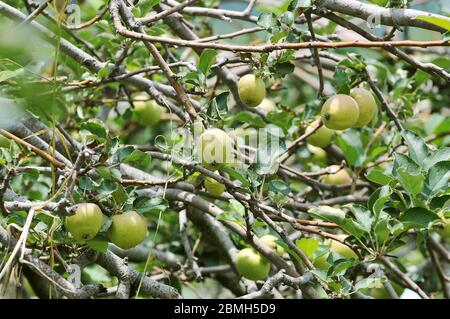 Green Malang Apple, the fruit, identity for Malang City, East Java ...