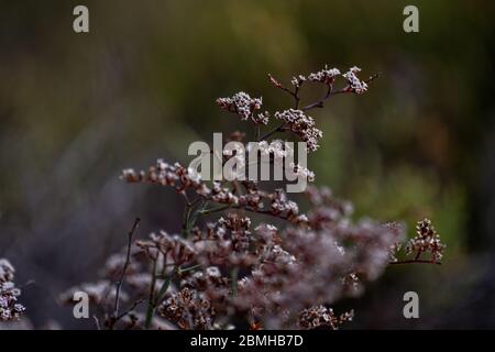 Sea Lavender on the coast of Qatar Stock Photo - Alamy