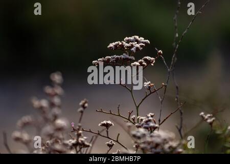 Sea Lavender on the coast of Qatar Stock Photo - Alamy