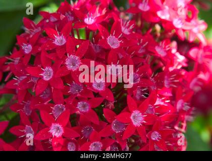 Egyptian Star Cluster flower stigma and pollen grain (Penta lanceolata ...