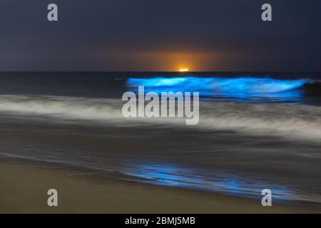 Waves of bioluminescence from glowing plankton in pacific ocean, Venice ...